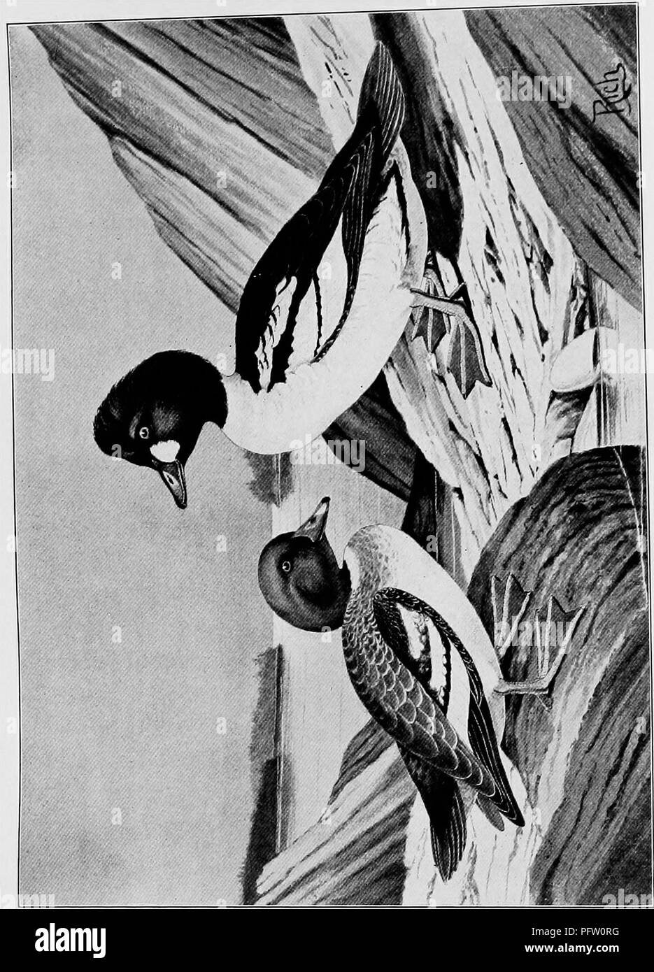 An informative work on the game birds of the Northeastern U.S ...