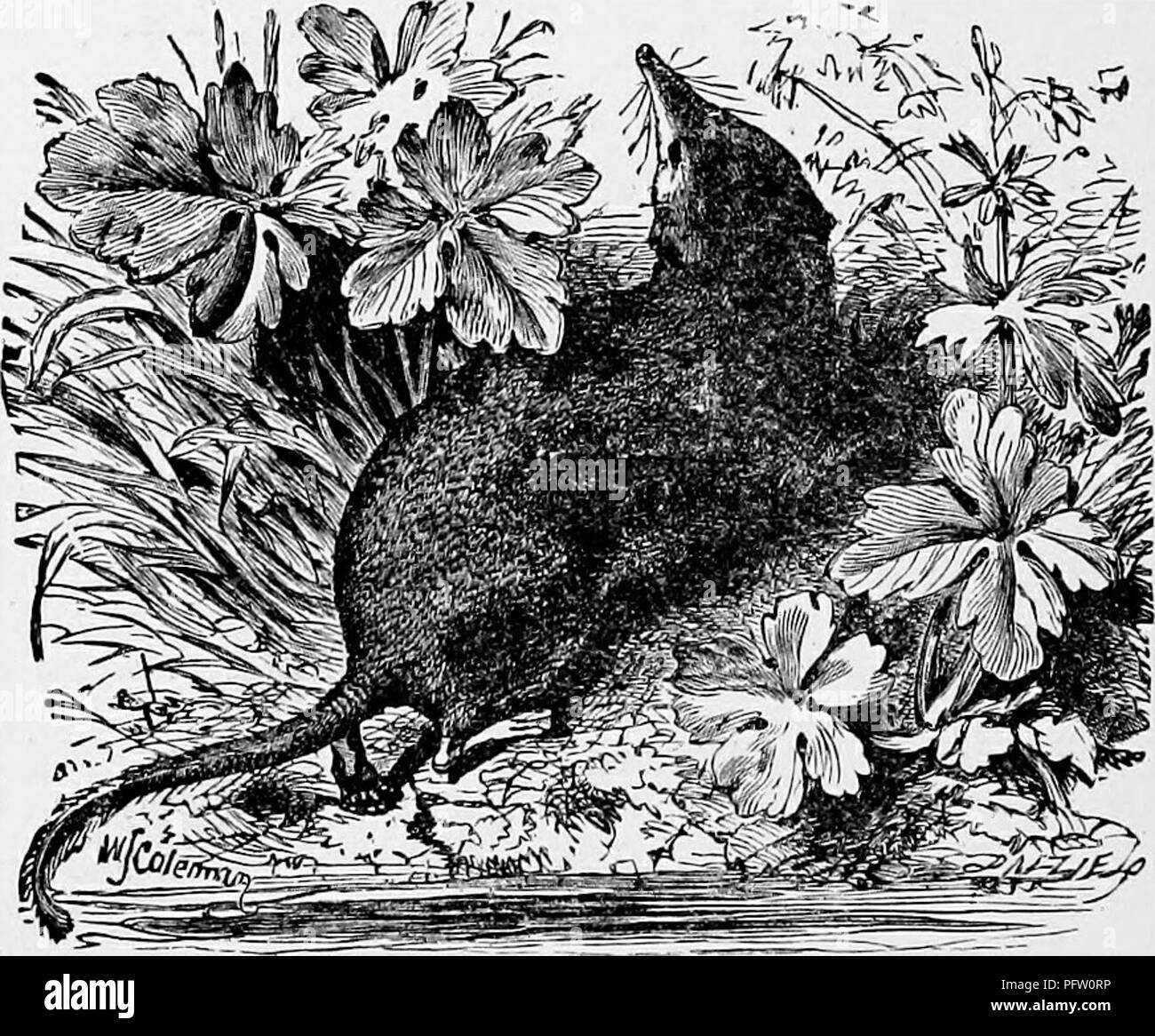 . The popular natural history . Zoology. 102 THE OARED SHREW. edged ...