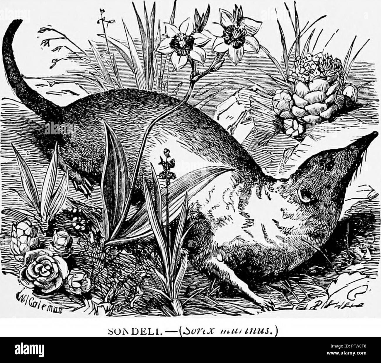 . The popular natural history . Zoology. THE SONDELI. 99 The ...