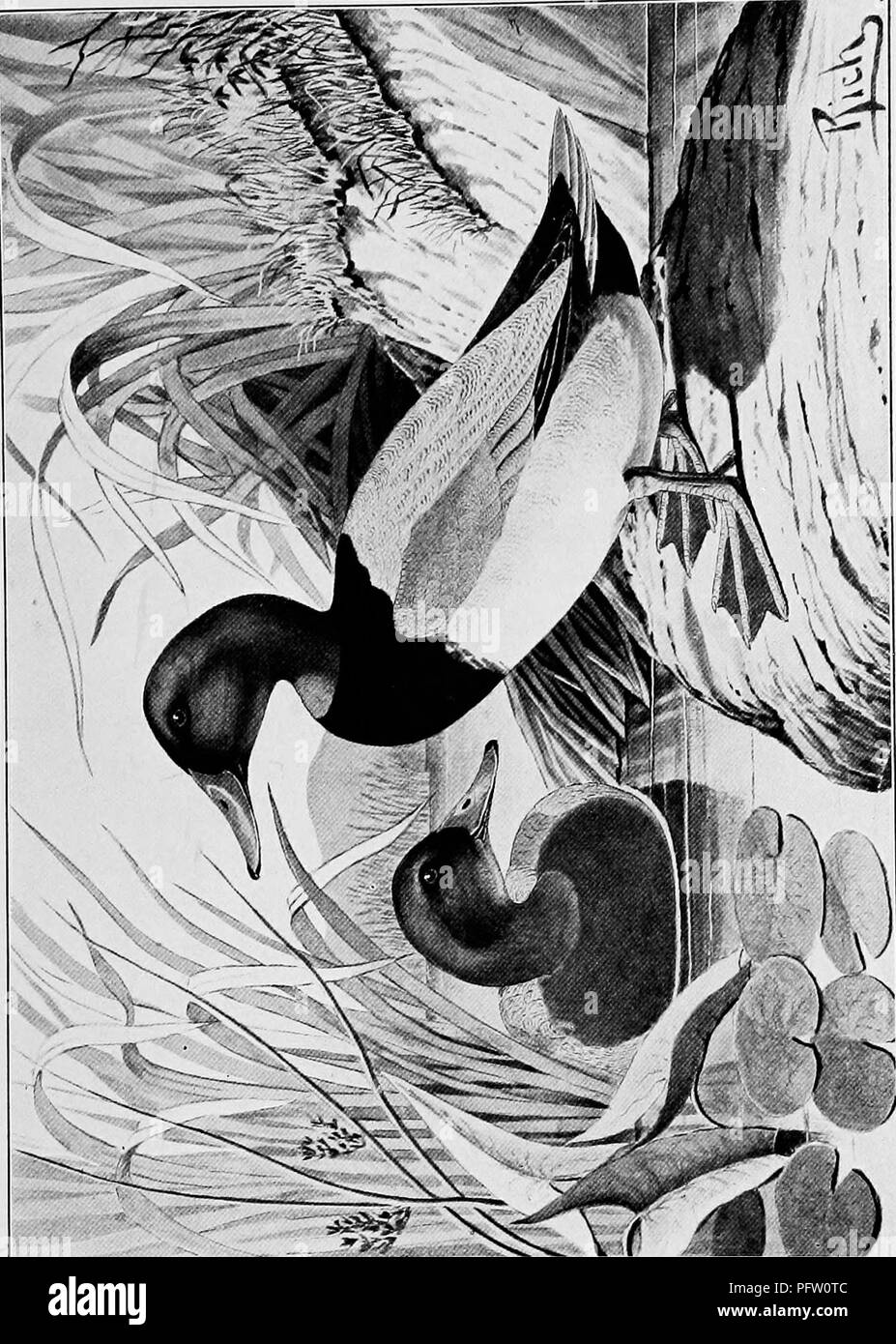 American feathered game Black and White Stock Photos & Images - Alamy