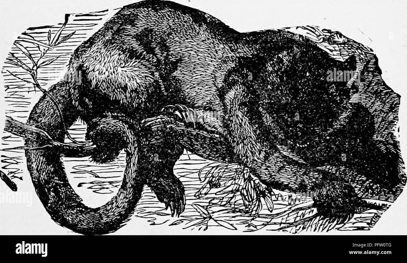 . The popular natural history . Zoology. THE KINKAJOU. 9S cannot be ...