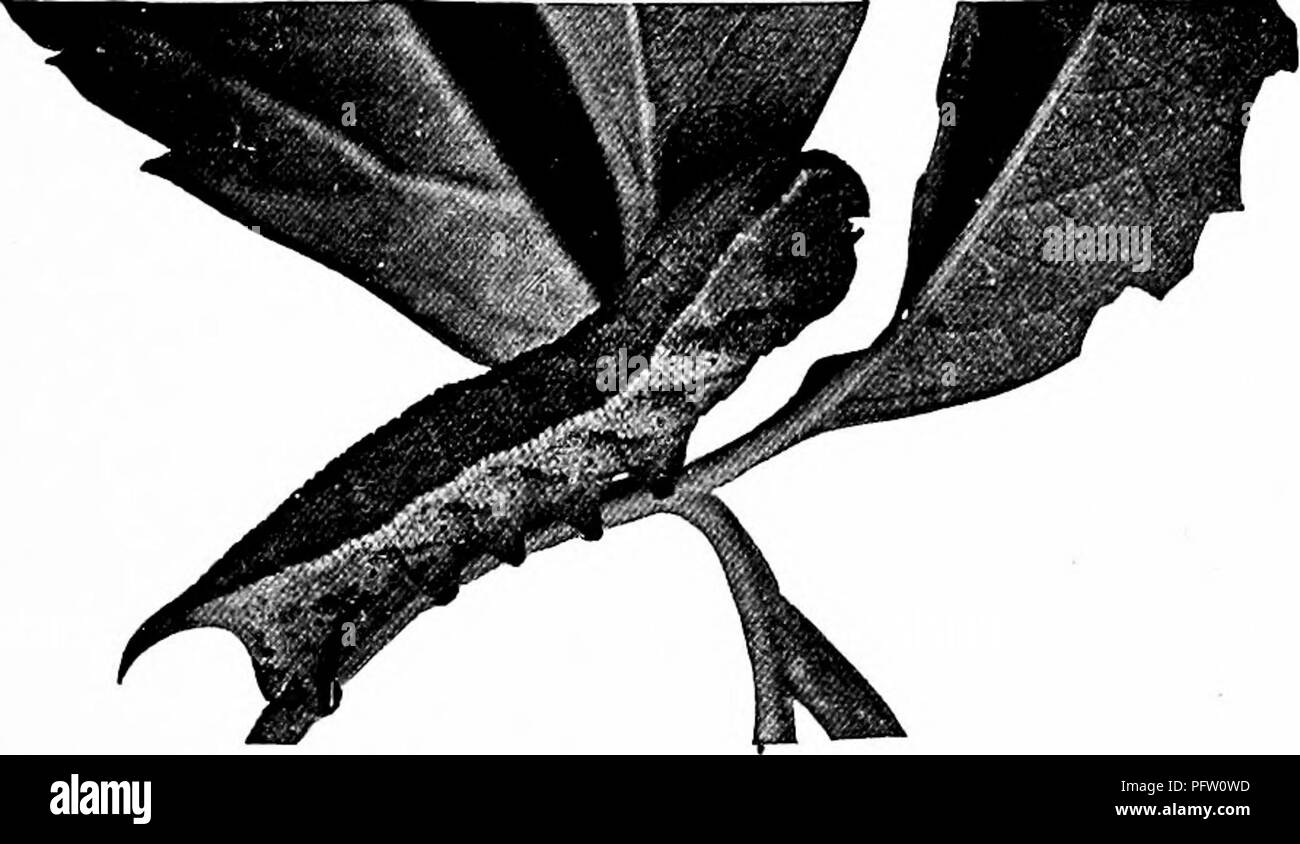 This educational handbook offers nature study lessons for teachers and ...