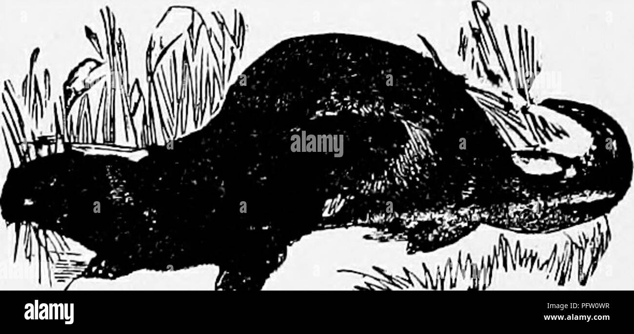 This zoological illustration presents the otter, a semi-aquatic mammal ...