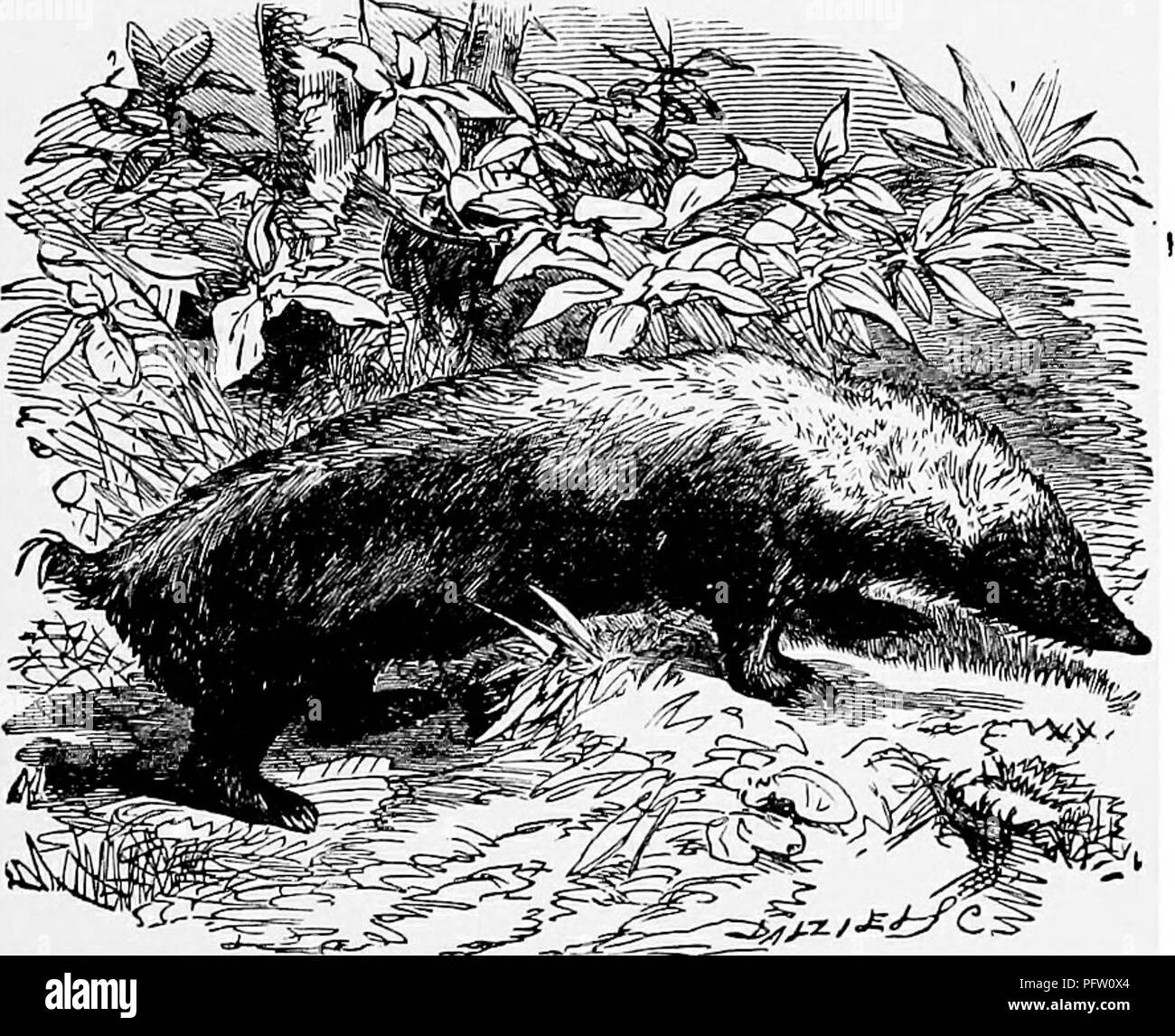 This zoological account describes the habits of the Mydaus, also known ...
