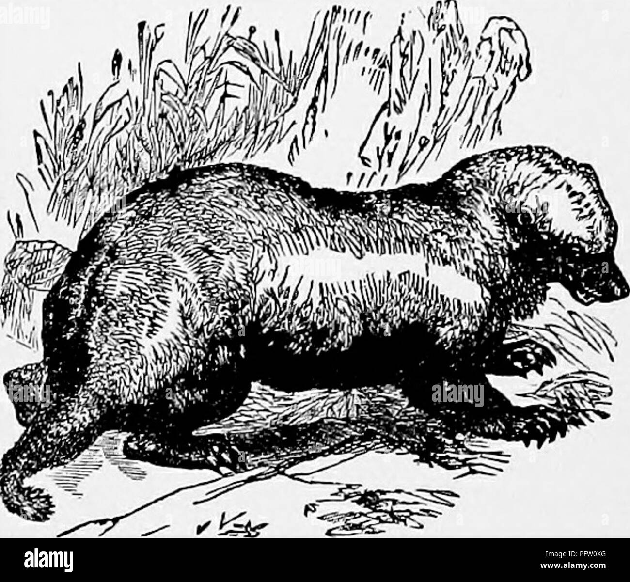 Forages for animals Black and White Stock Photos & Images - Alamy