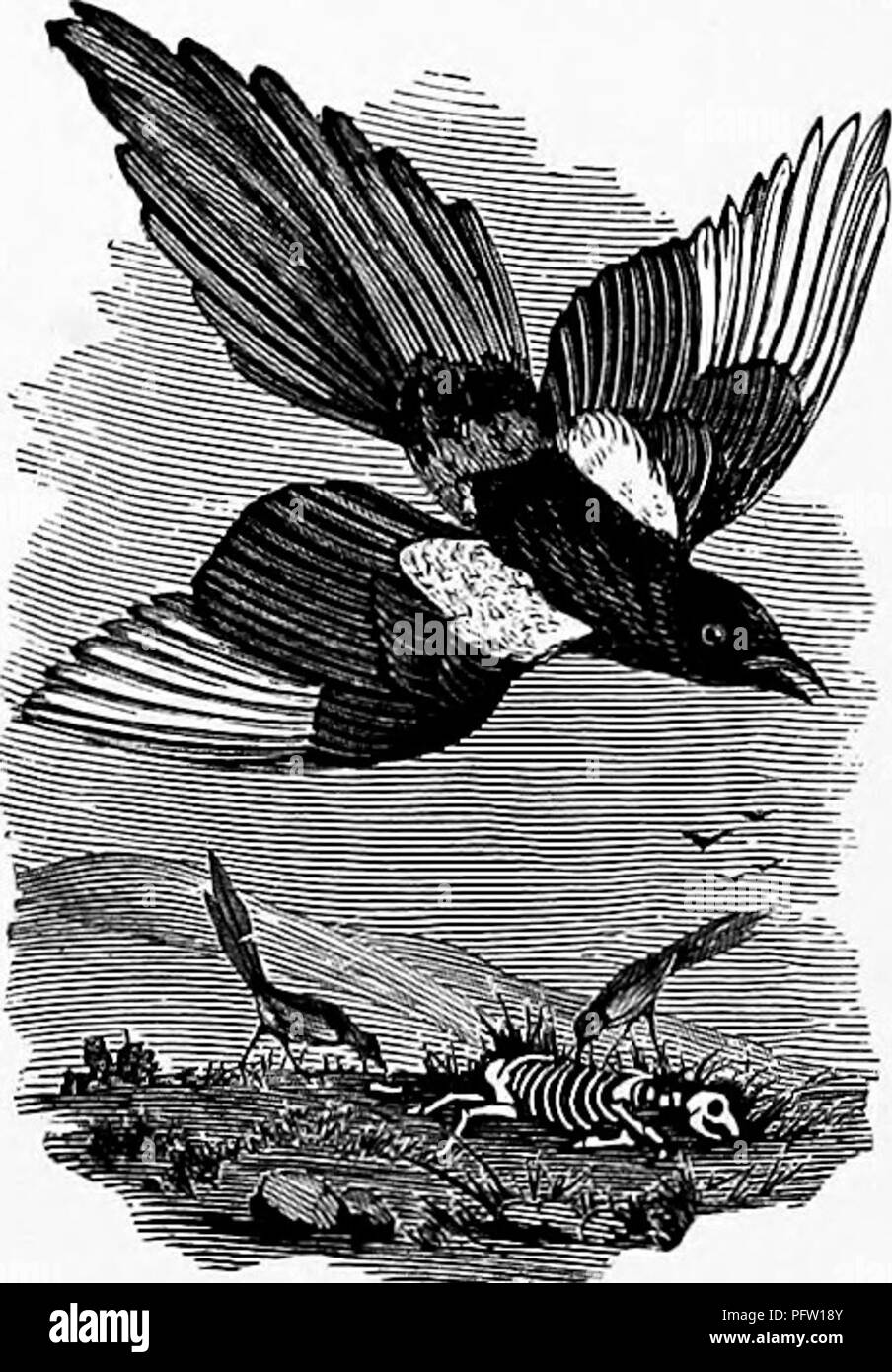 . Our own birds; a familiar natural history of the birds of the United ...
