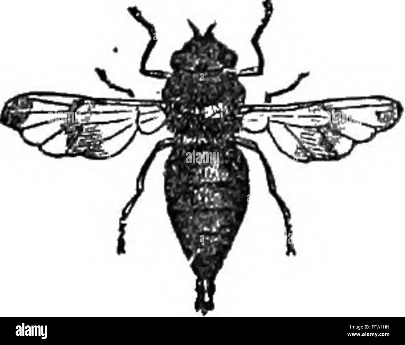 Bot fly larvae hi-res stock photography and images - Alamy