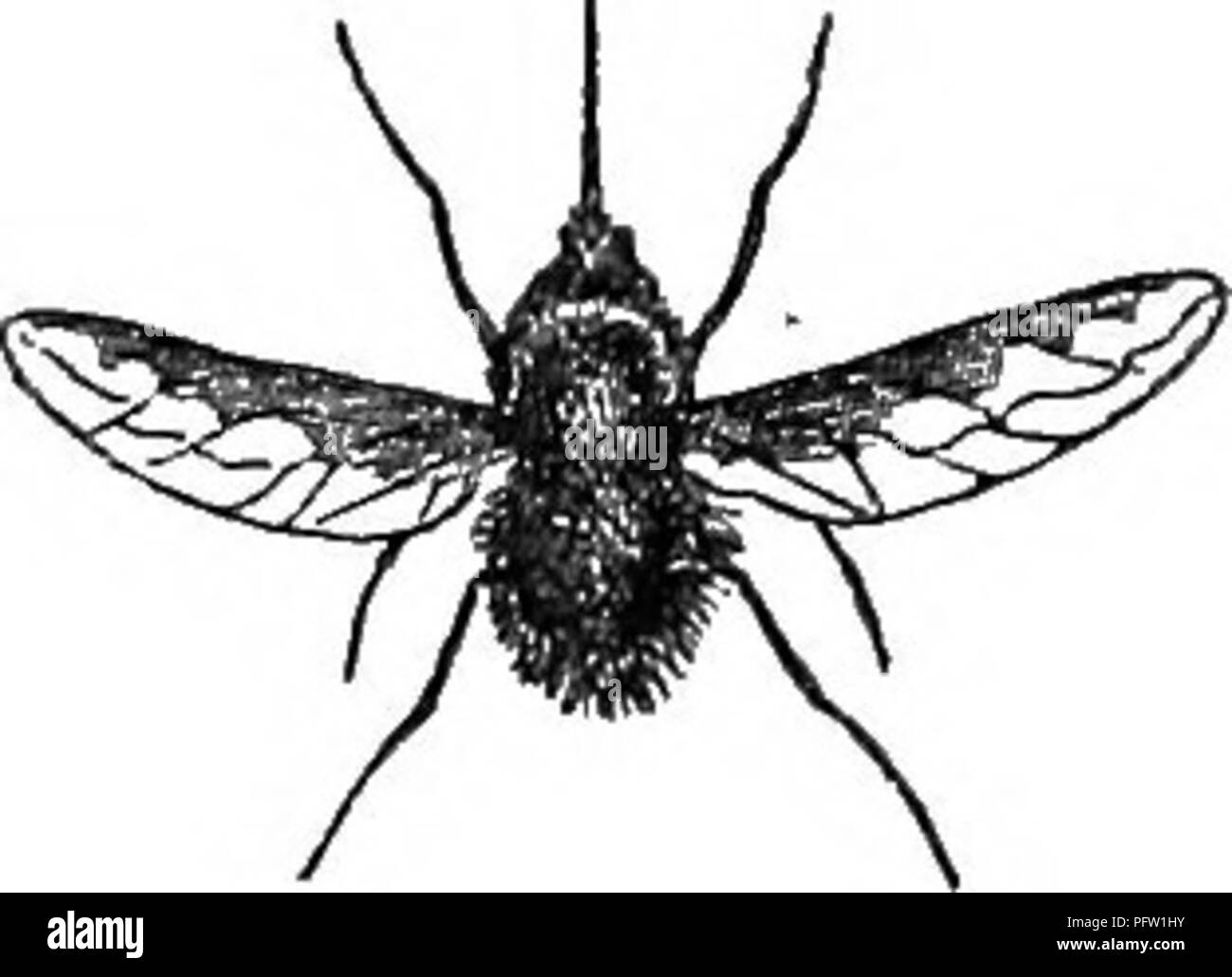 Two flesh flies Black and White Stock Photos & Images - Alamy