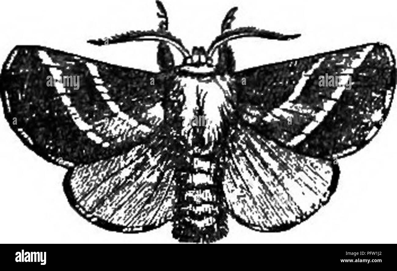 Pale line over eye hi-res stock photography and images - Alamy