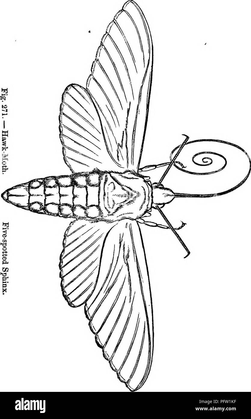 coloring pages white lined splinx moth