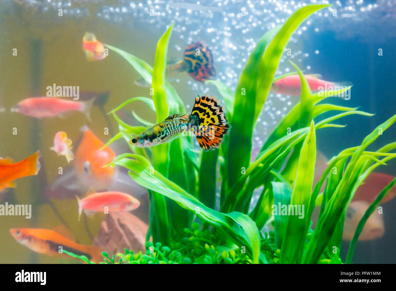 Guppy Fish Tank