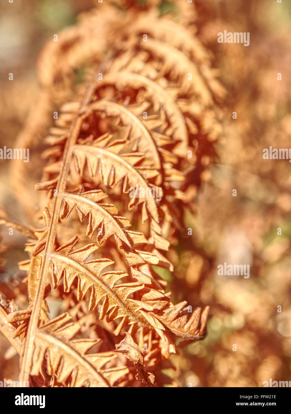 Dry orange stalk of fern. Extreme hot in forest without any rain ...