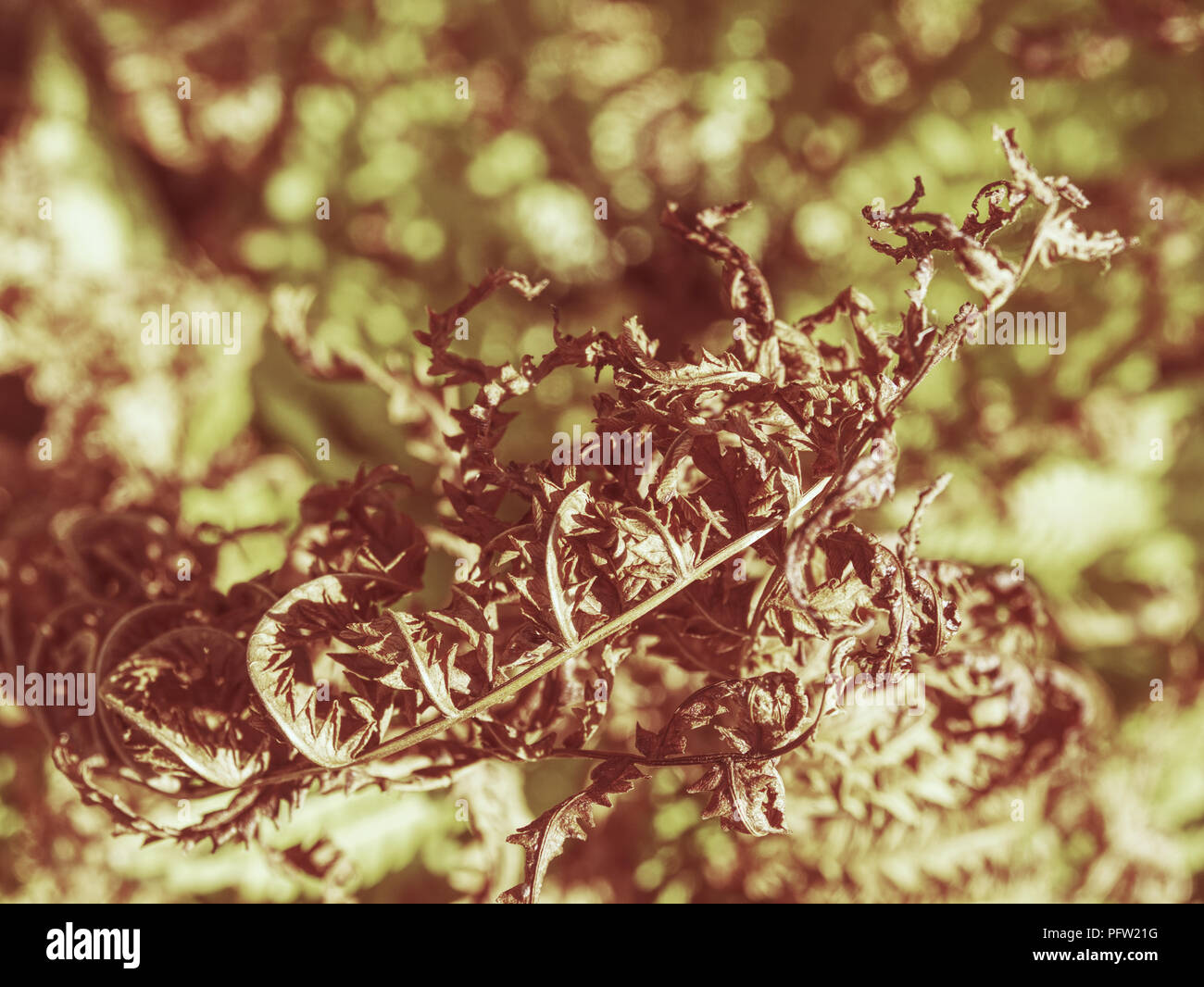 The most dryness year in history. Dry burnt dead fern stalks on dry ...