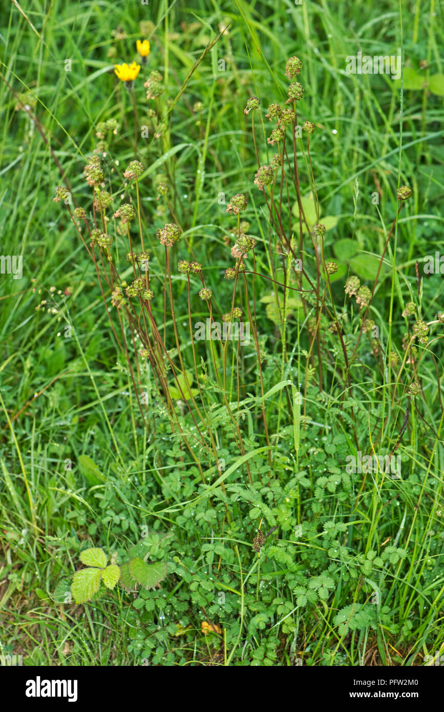 Salad burnet, Sanguisorba minor, flowering plant in short chalk ...