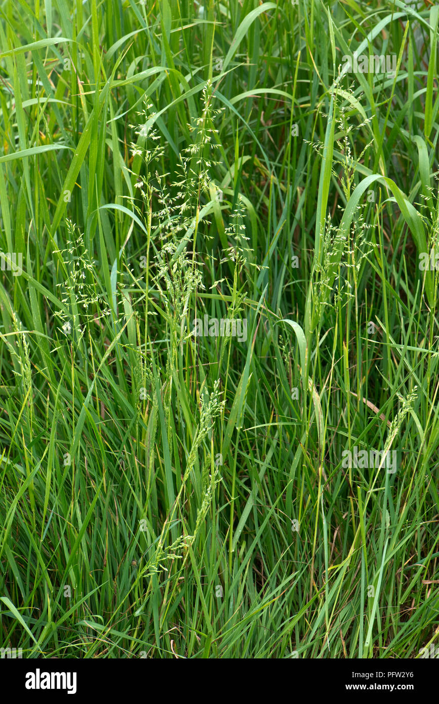 Smooth meadow-grass, Poa pratensis, flowering in a pasture, Berkshire ...