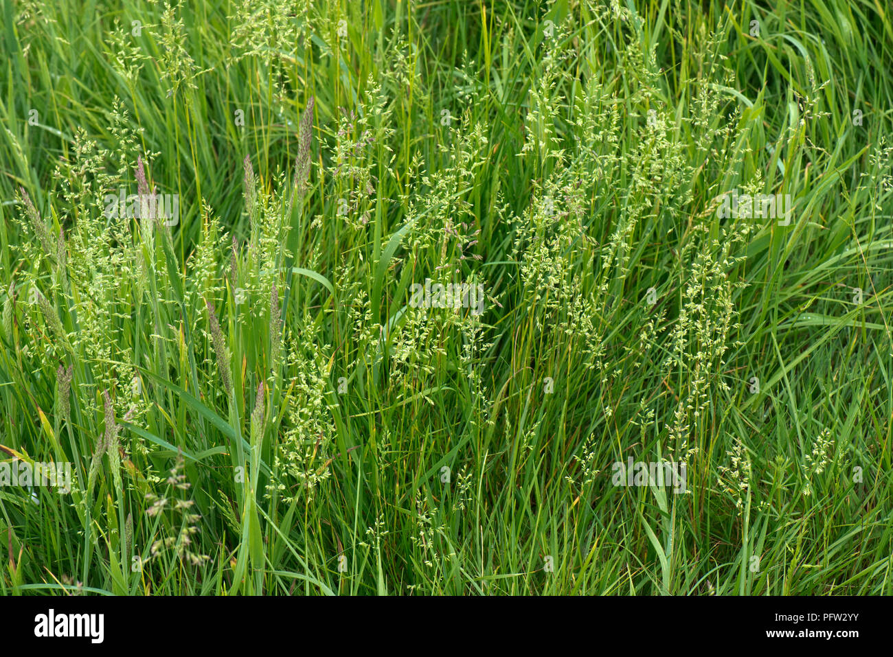 Kentucky Bluegrass Flower