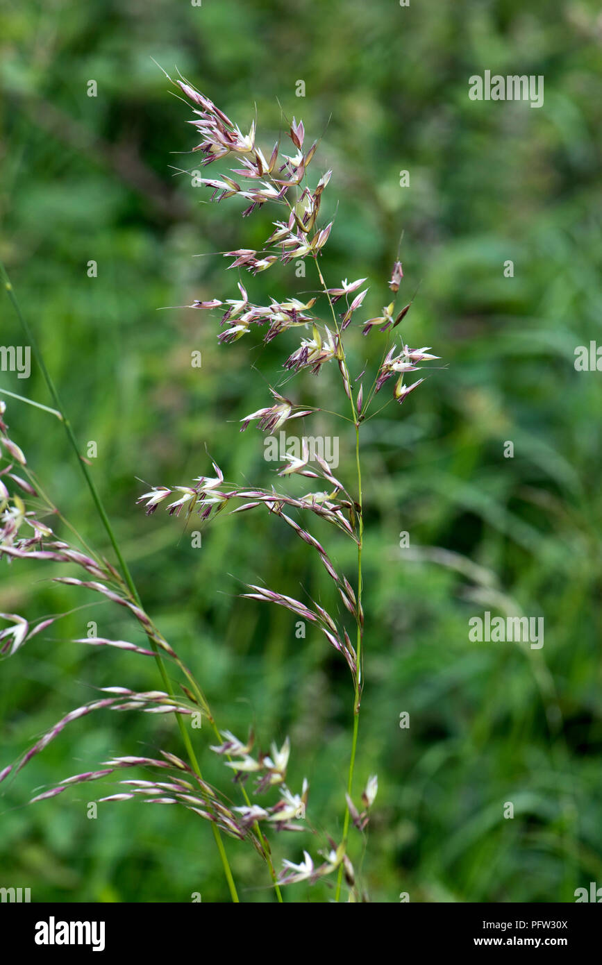 Red oat grass hi-res stock photography and images - Alamy