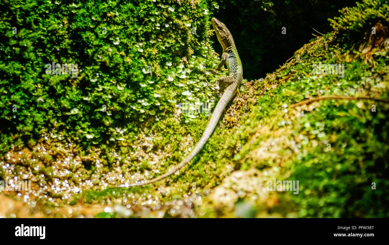 Nimble green reptile lizard closeup, basking on rock covered with moss ...