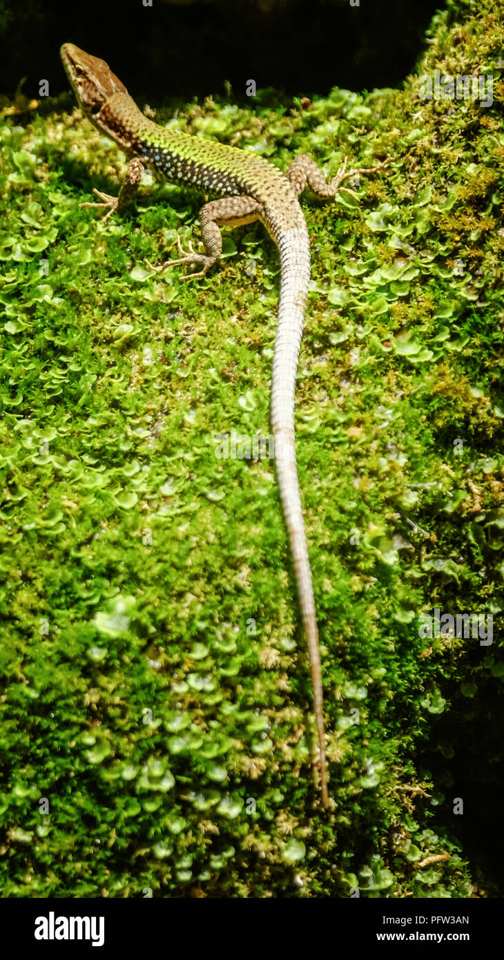 Nimble green reptile lizard closeup, basking on rock covered with moss ...
