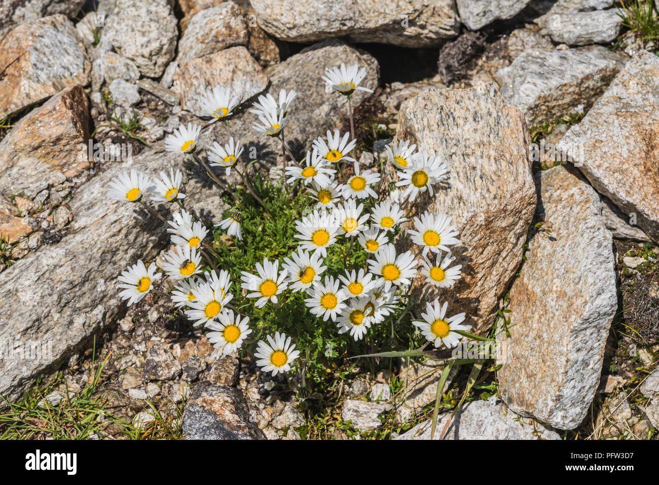 Alpine Moon Daisy Alpine Flower [ Leucanthemopsis Alpina] Stock Photo ...
