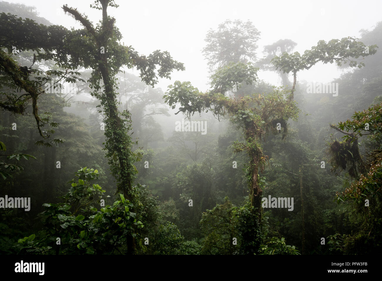 Cloud Forest Monte Verde Costa Rica Stock Photo - Alamy