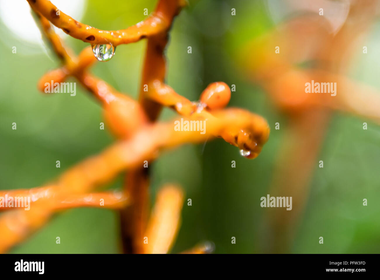Orange branches of flower raindrops Stock Photo - Alamy