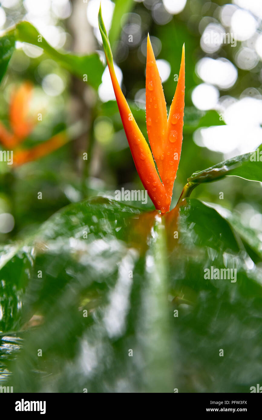 Orange Flower Heliconia farinosa Stock Photo - Alamy