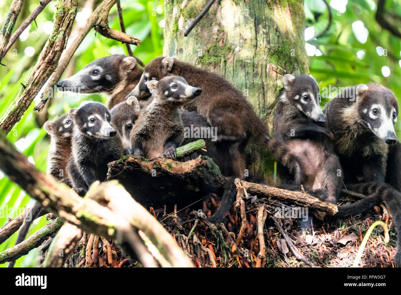 Coati Family