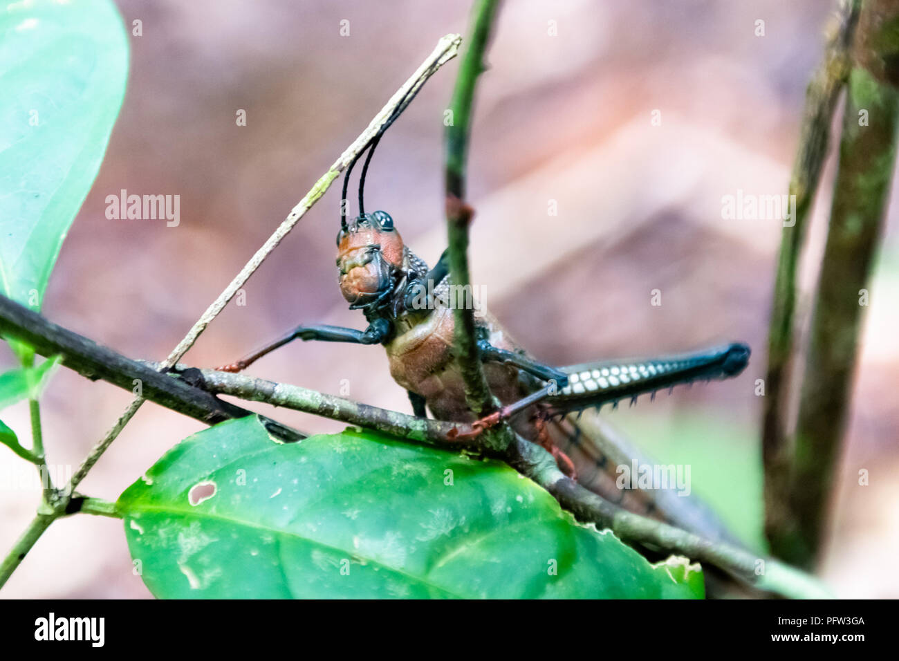 Giant grashopper hi-res stock photography and images - Alamy