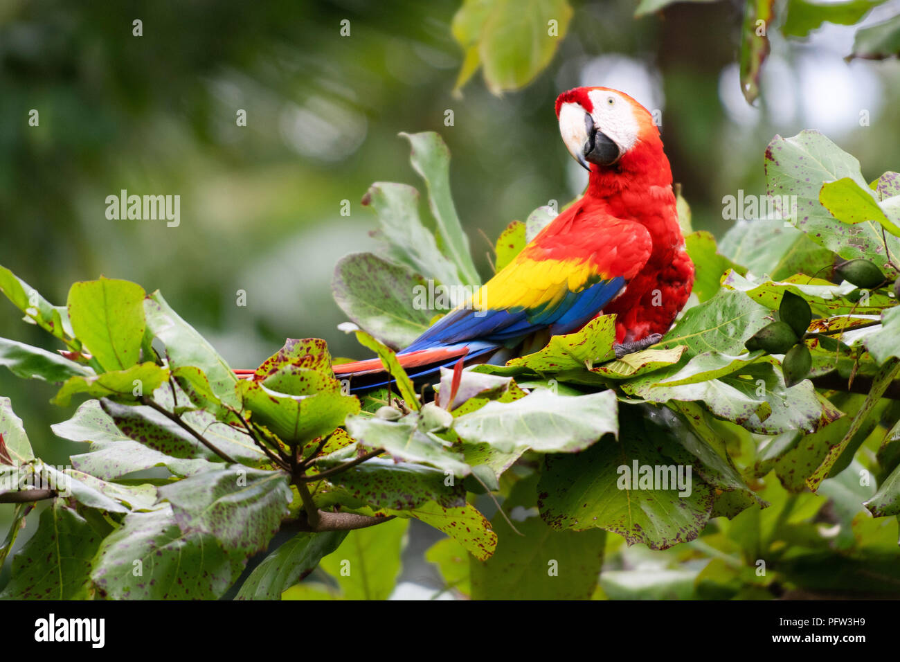Blue Parrot Red Beak High Resolution Stock Photography and Images - Alamy
