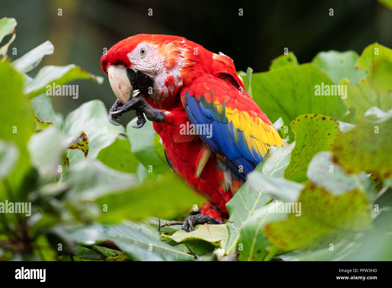 Red Parrot eating Stock Photo - Alamy
