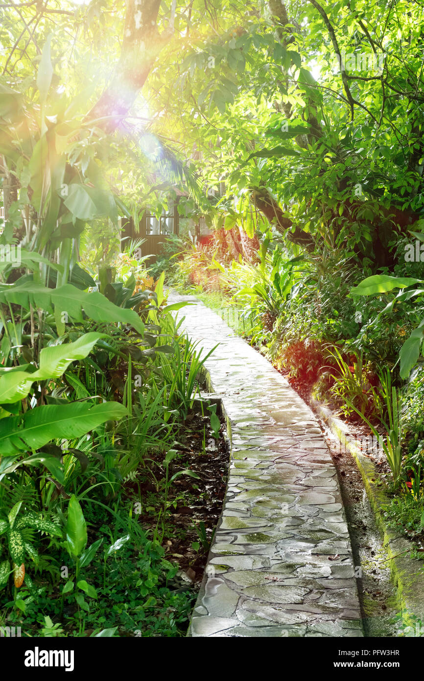 Foodpath in sunny jungle Stock Photo - Alamy