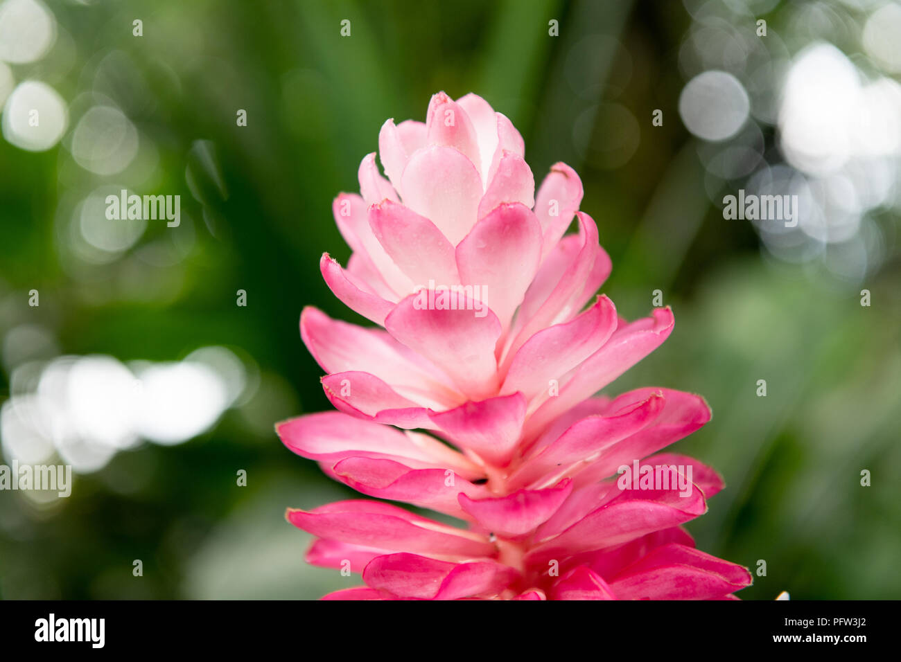 Pink flower Costa Rica Stock Photo - Alamy