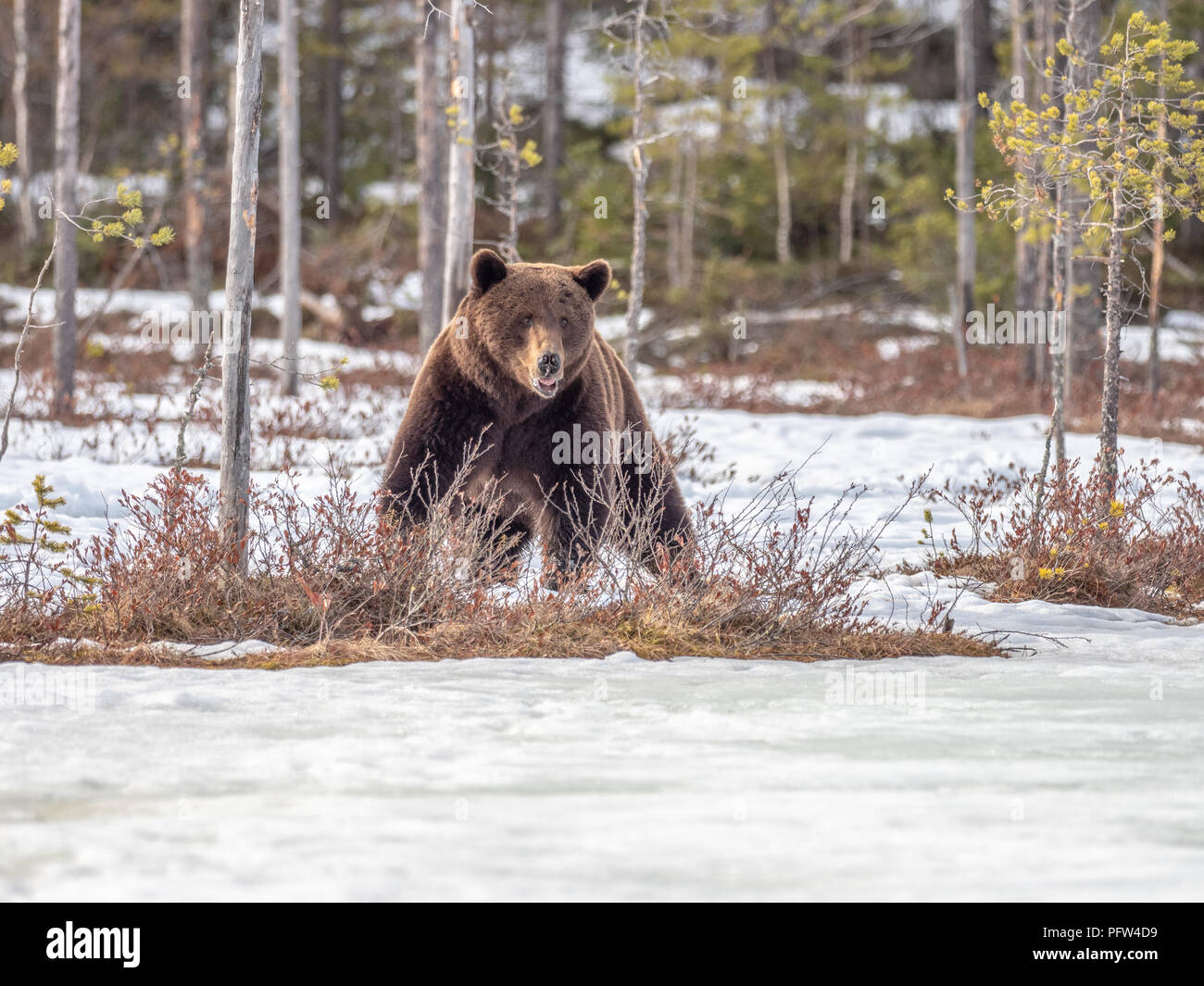 Female brown bear (Ursus arctos) foraging for food in the snow. Finland ...
