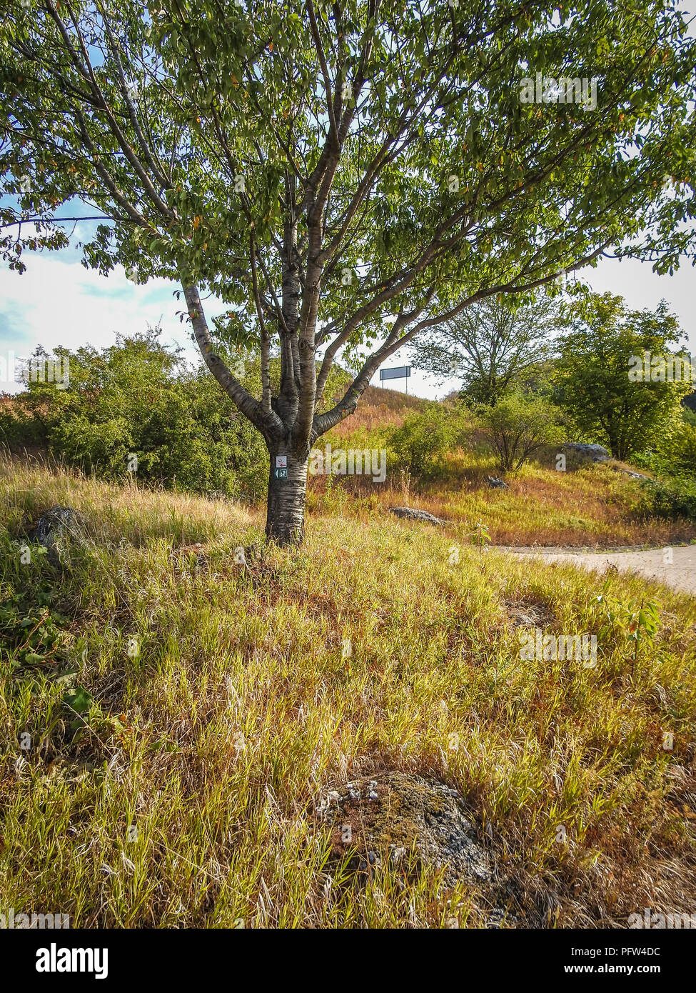 Green growing tree in nature Stock Photo - Alamy