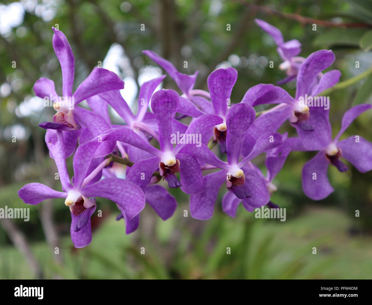 Violet Orchid High Resolution Stock Photography and Images - Alamy