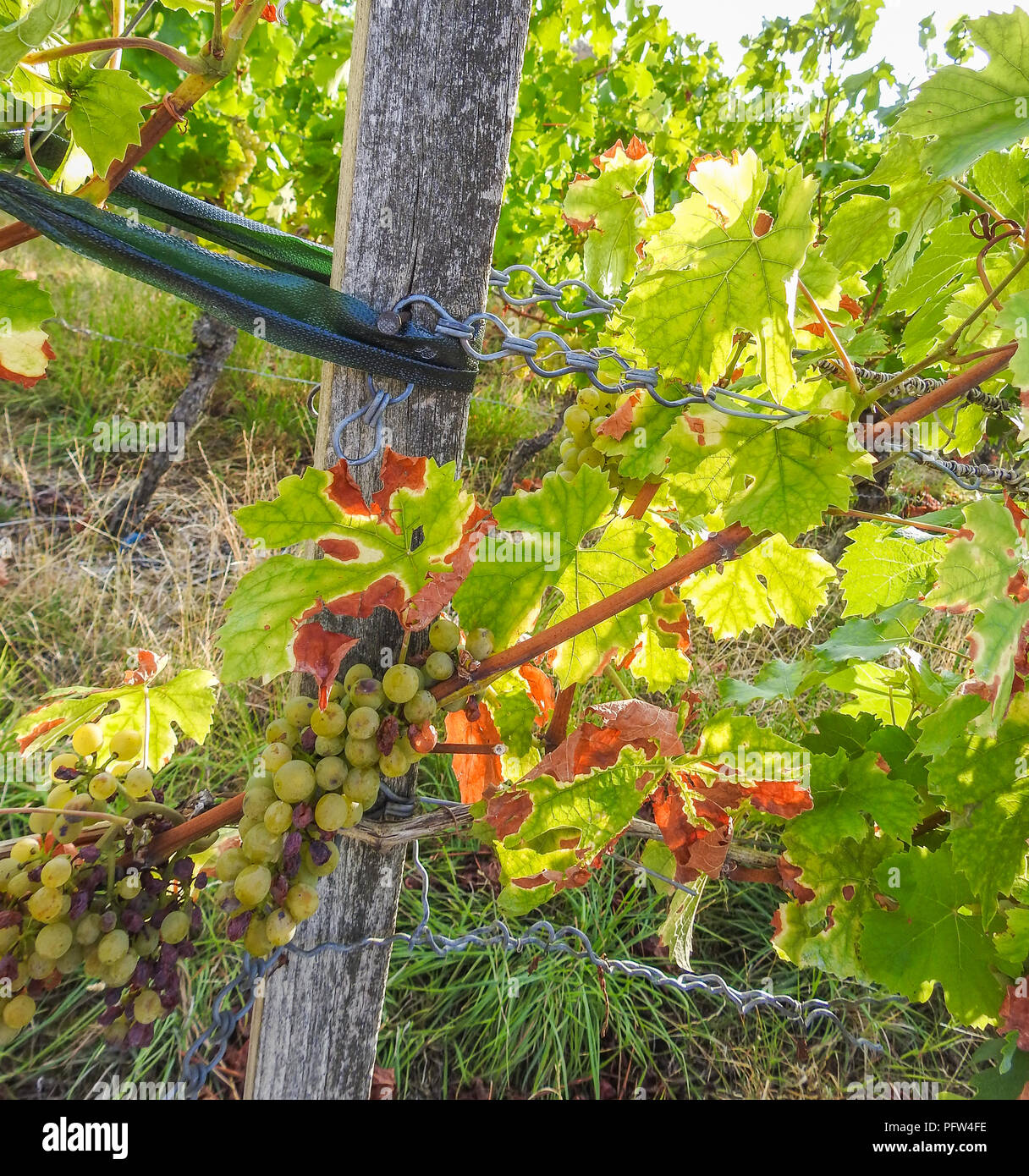 Vine plant hi-res stock photography and images - Alamy