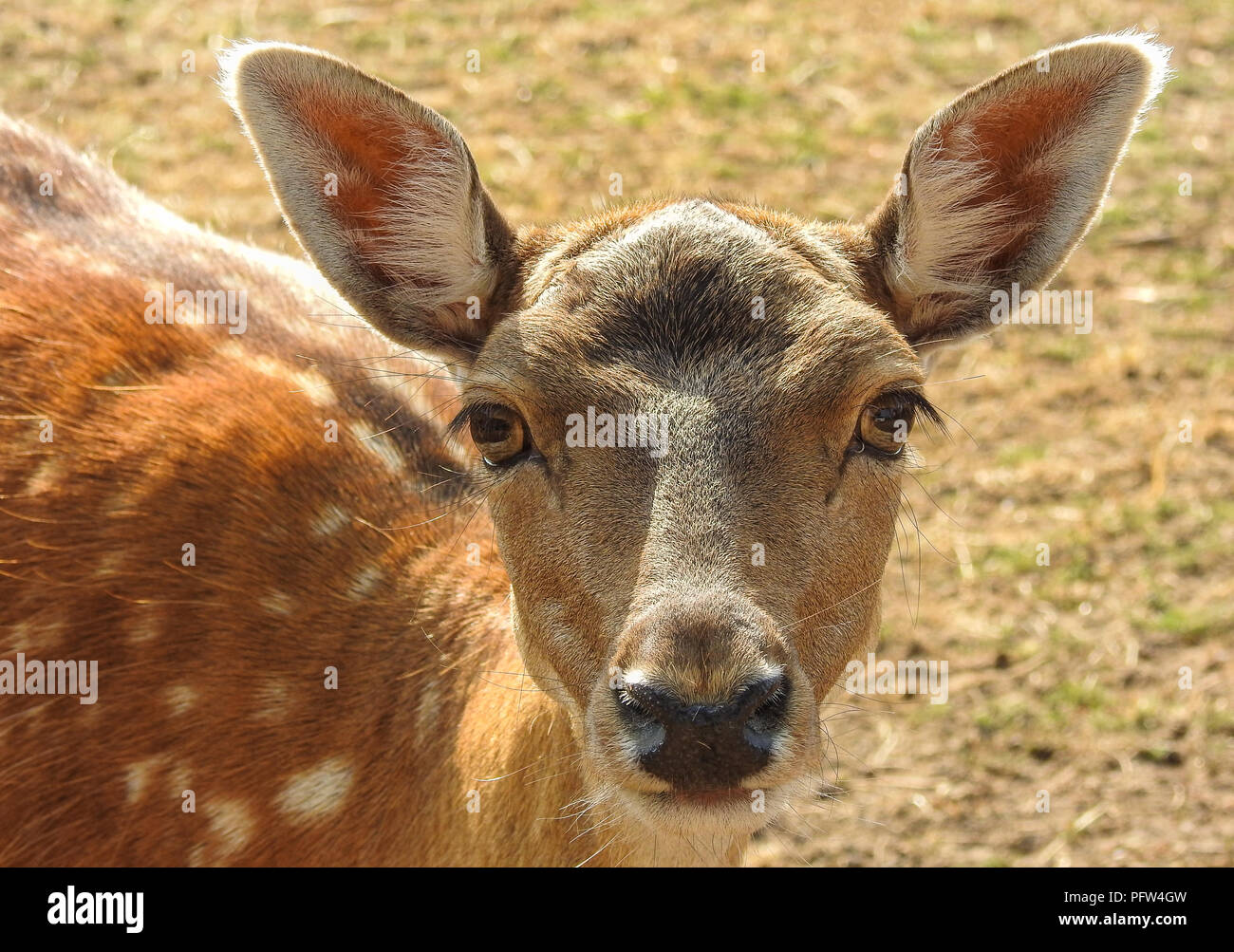 Deer on farm close hi-res stock photography and images - Alamy