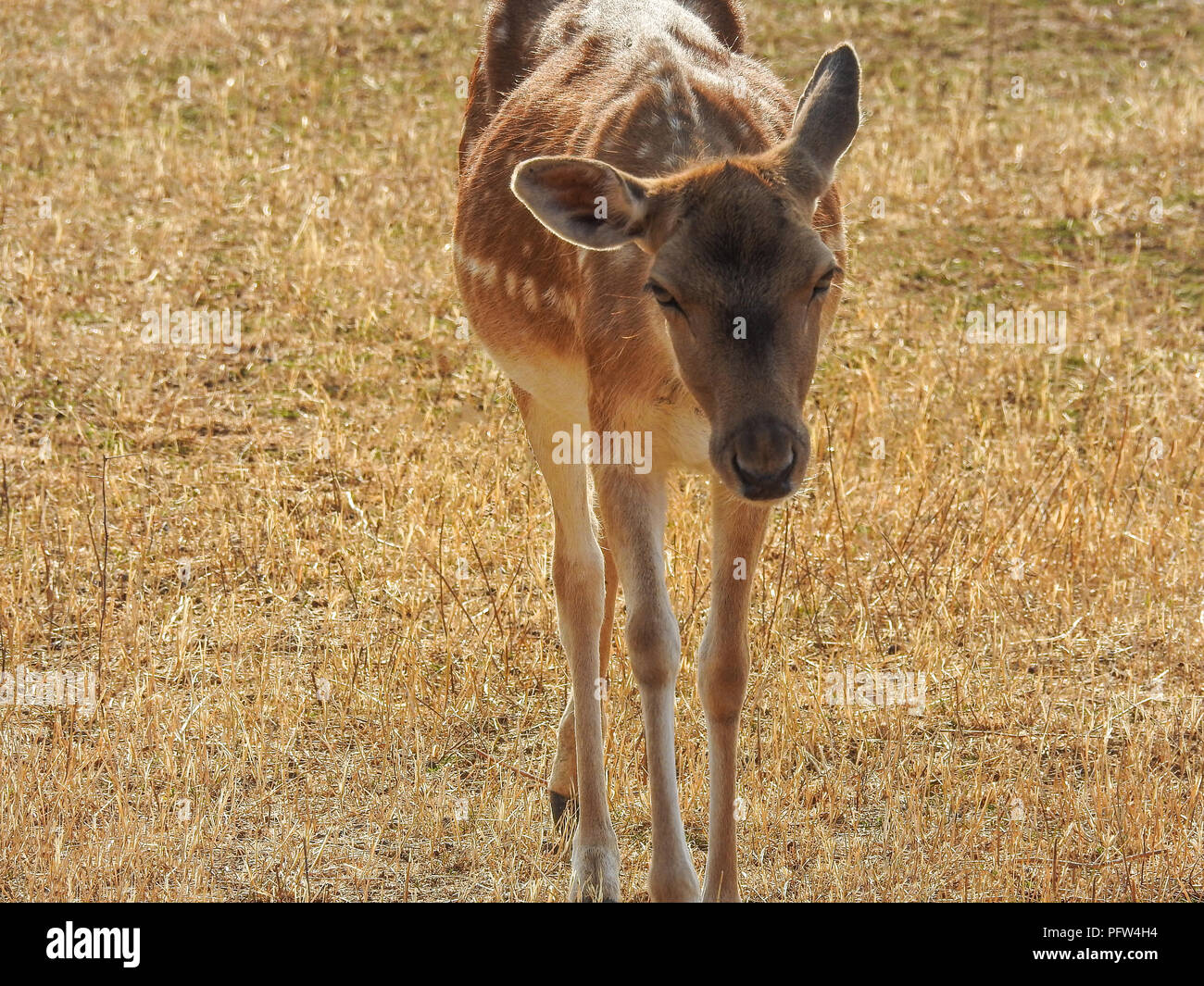 Deer on farm close hi-res stock photography and images - Alamy