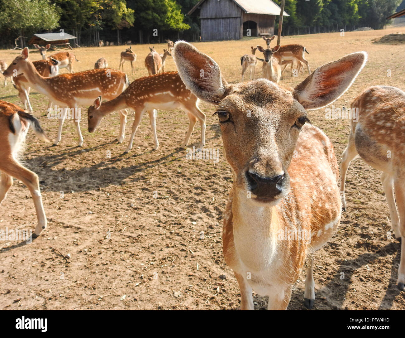 Red deer enclosure hi-res stock photography and images - Alamy