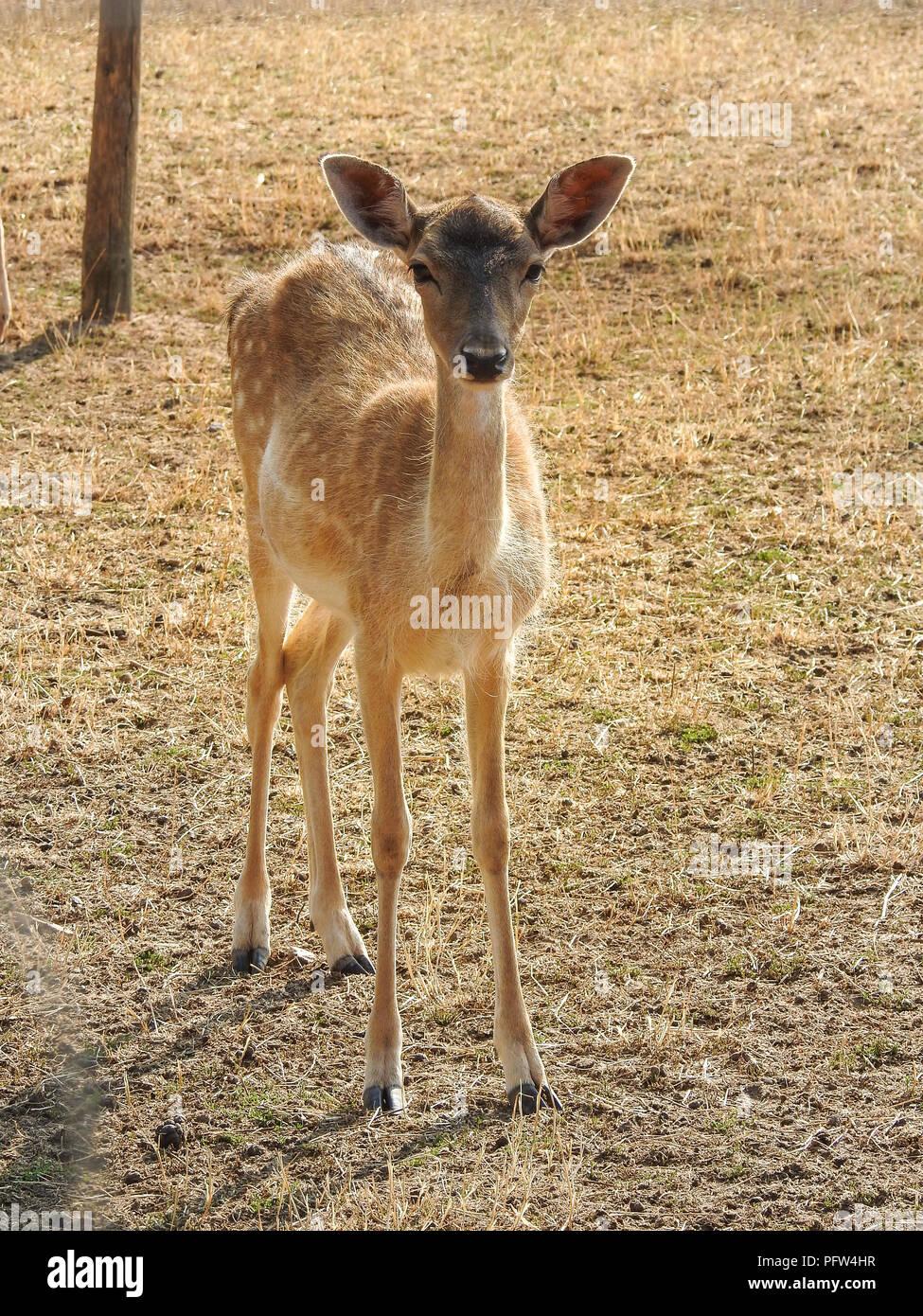Small red deer hi-res stock photography and images - Alamy