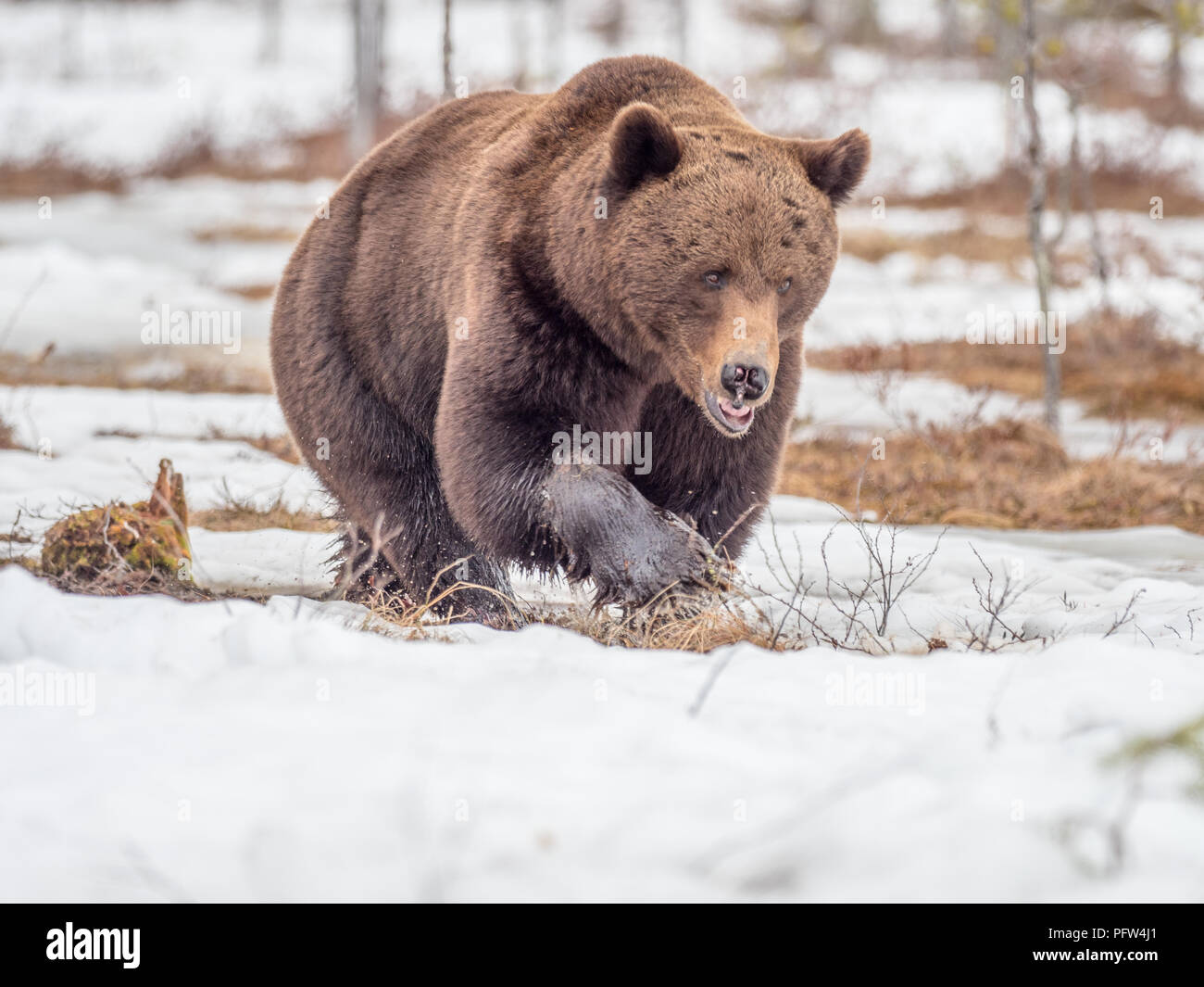 Female brown bear (Ursus arctos) foraging for food in the snow. Finland ...