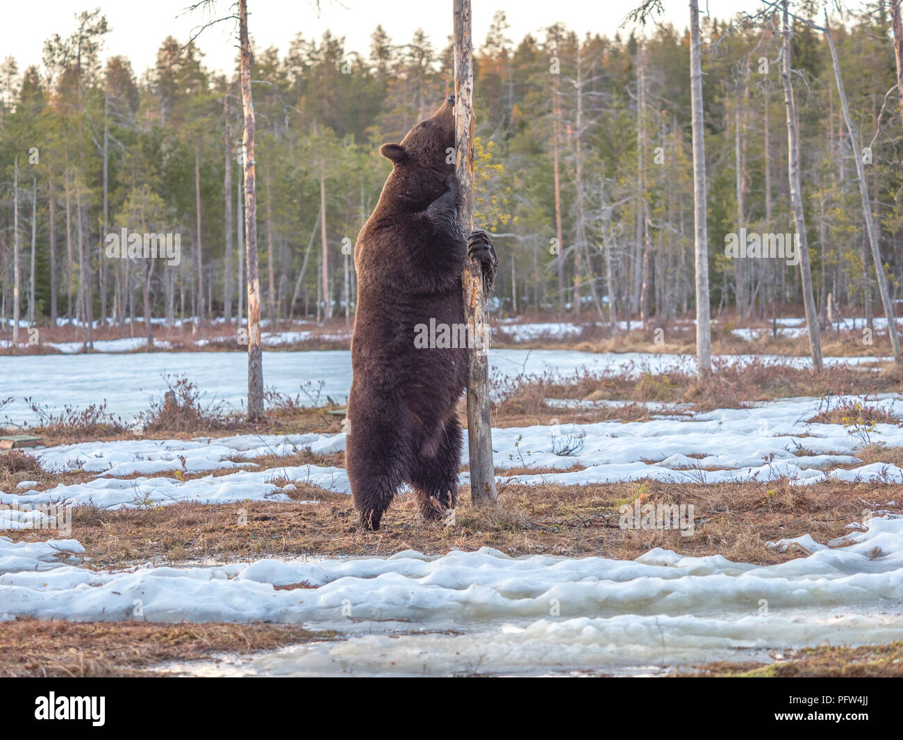 Female brown bear (Ursus arctos) foraging for food in the snow. Finland ...