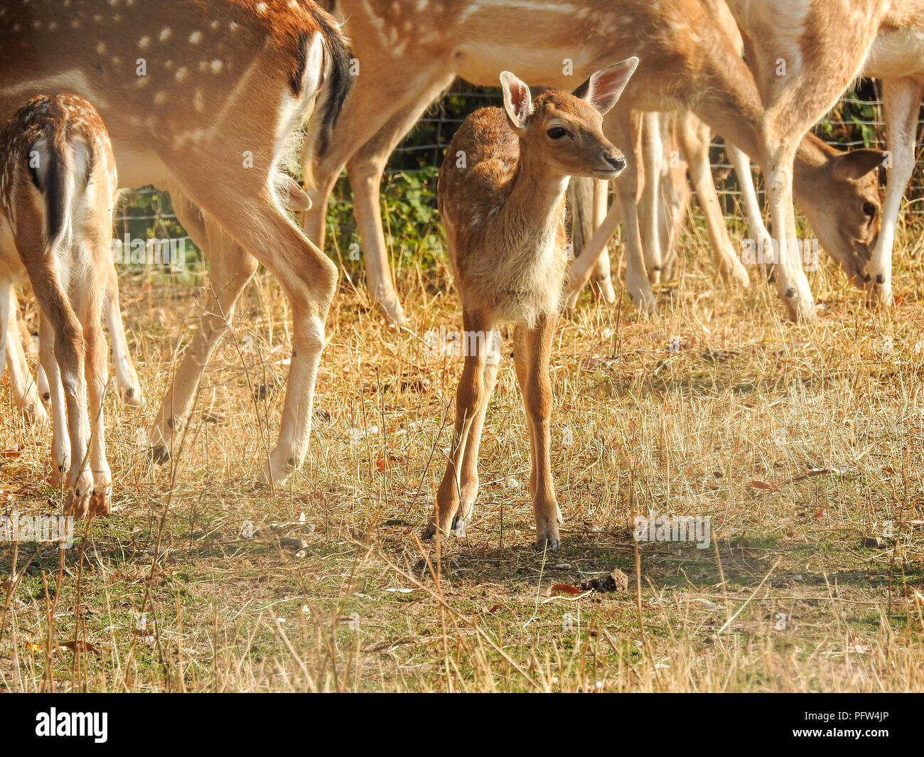 Small red deer on the meadow Stock Photo - Alamy