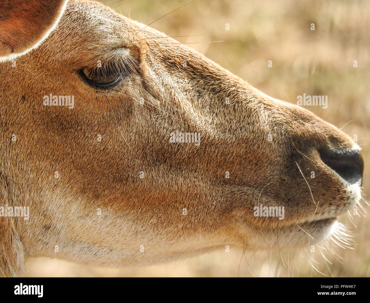 Deer Face High Resolution Stock Photography and Images - Alamy
