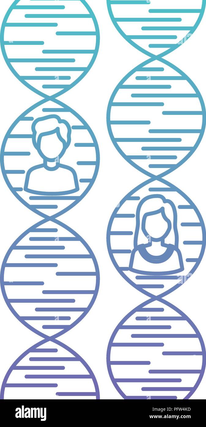 dna chain with genders characters Stock Vector Image & Art - Alamy