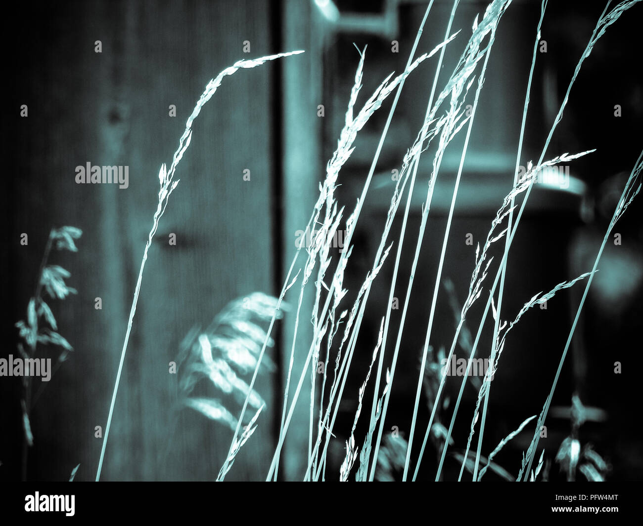 Wild growing plants closeup Stock Photo - Alamy