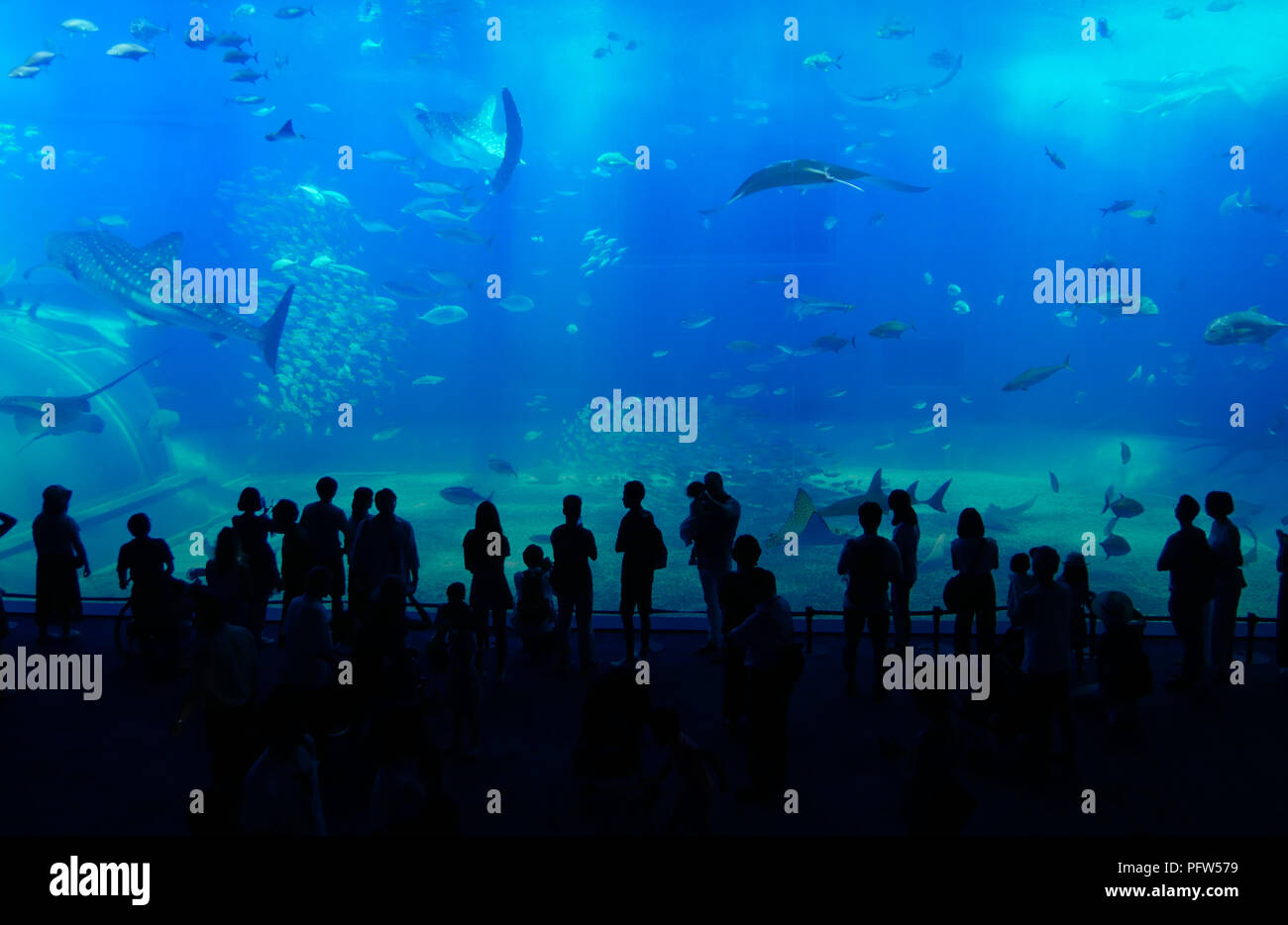 Large aquarium with people watching Stock Photo - Alamy