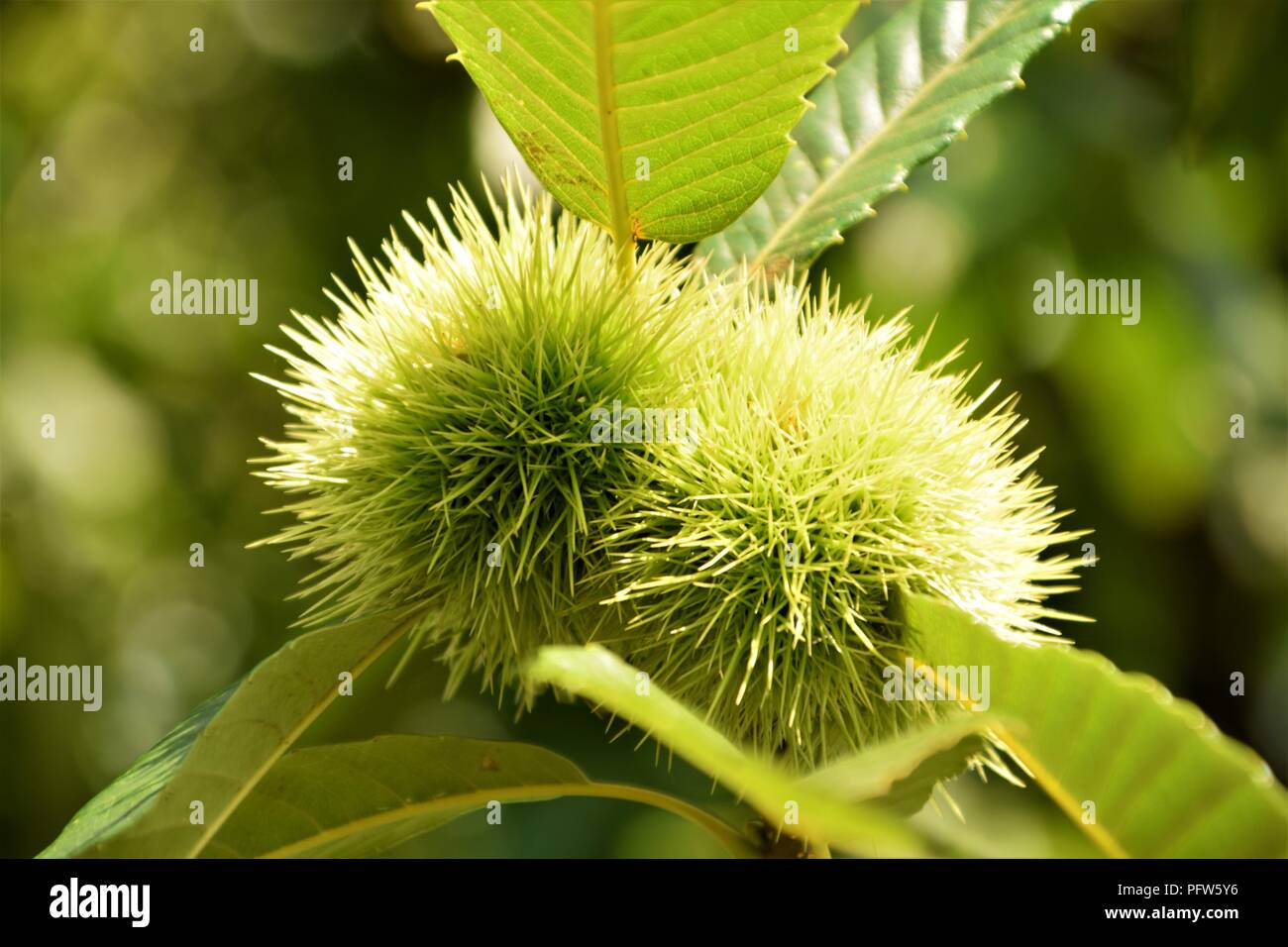 Vegetation background hi-res stock photography and images - Alamy