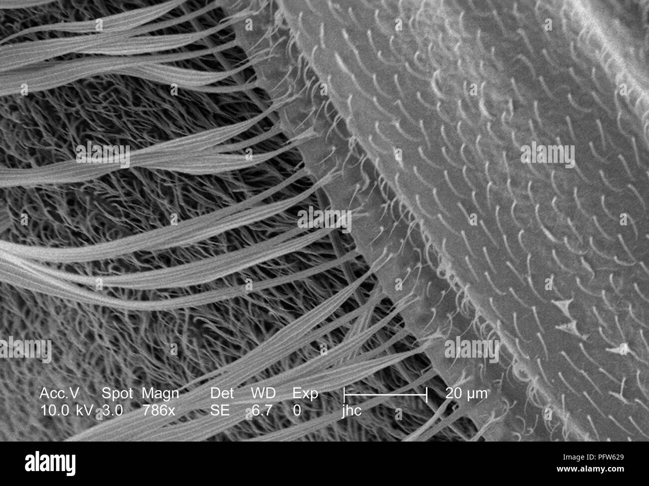 Morphologic features of an Anopheles gambiae mosquito's wing, revealed ...